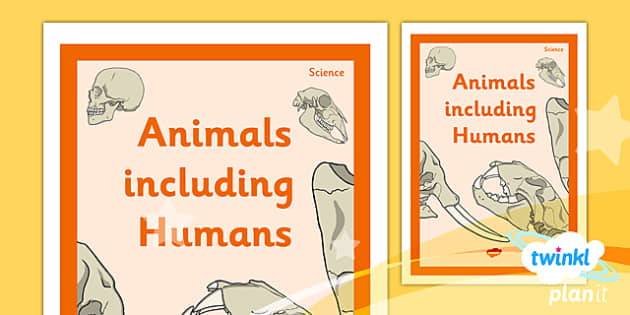 Science: Animals Including Humans Year 4 Unit Book Cover