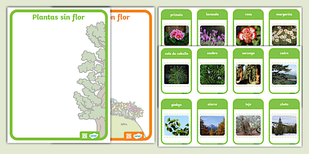Guía de trabajo: Clasificación de plantas con flor y sin flor
