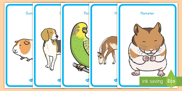 Pets Posters (teacher made)