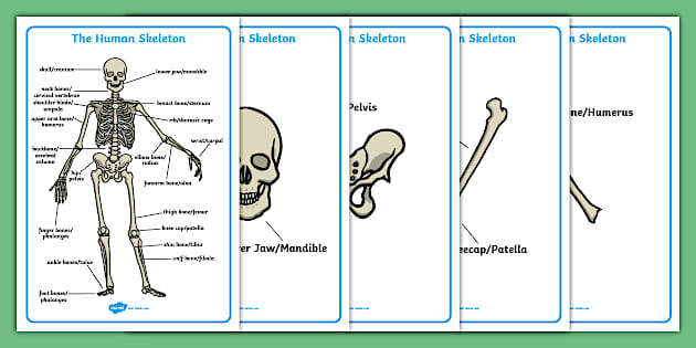 Human Skeleton Pictures With Names Display Posters - Twinkl