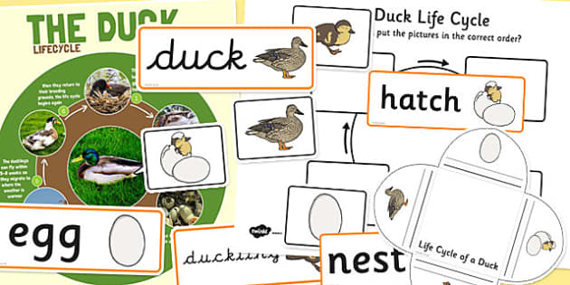 Duck Life Cycle Resource Pack (teacher made)