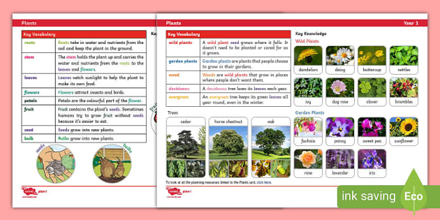 Science Knowledge Organiser - Petals for Plants Year 1