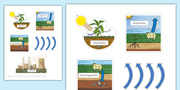Recortables para cuaderno: El ciclo del carbono - Twinkl
