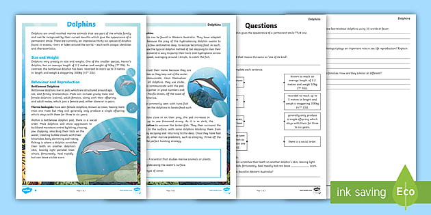 Fun Facts about Dolphins - Twinkl