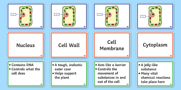 Plant Cell Structure Function Activity KS3 Science Beyond