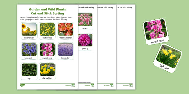 Garden and Wild Plants Cut and Stick Sorting Activity Twinkl