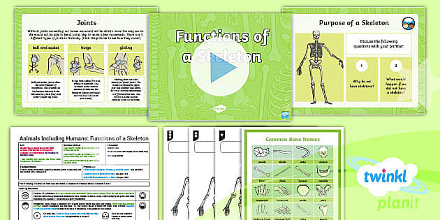 Science Functions Of A Skeleton Year 3 Lesson Pack science-functions-of-a-skeleton-year-3-lesson-pack