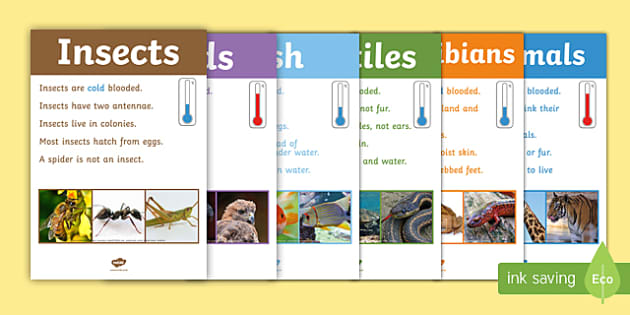 Animal Groups Display Poster Photos