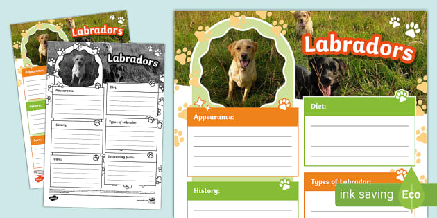 Labrador Fact File Template (teacher made) - Twinkl