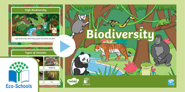 FREE! - Eco-Schools NI: Biodiversity Foundation Stage PowerPoint