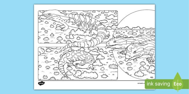 Blue Tongued Lizard Colouring Page Skink Lizard Twinkl