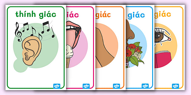 Poster Thẻ 5 Giác Quan (Hecho por educadores) - Twinkl