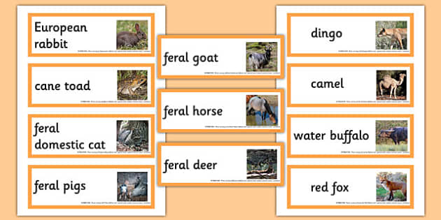 Introduced Animals in Australia Word Cards (professor feito)