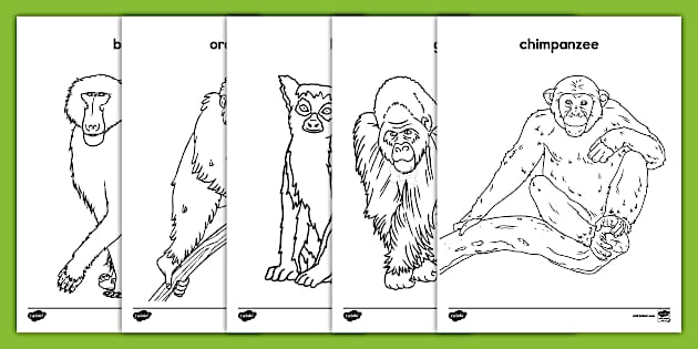 Primates Coloring Pages (creat de profesori) - Twinkl