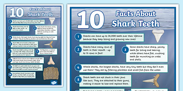10 Facts About Shark Teeth Display Poster - Twinkl