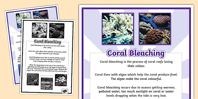 coral bleaching process