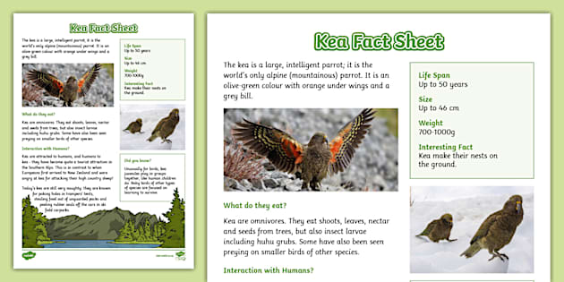 Kea Fact Sheet (teacher made) - Twinkl