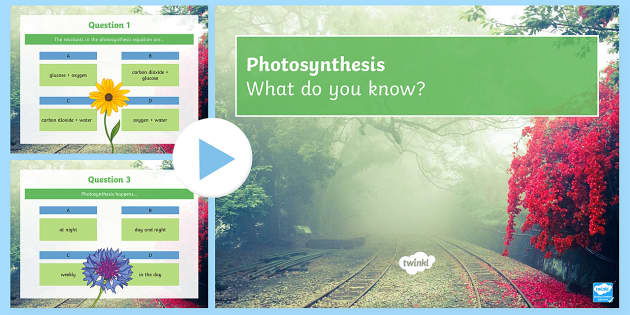 What is Photosynthesis Quiz PowerPoint (teacher made)