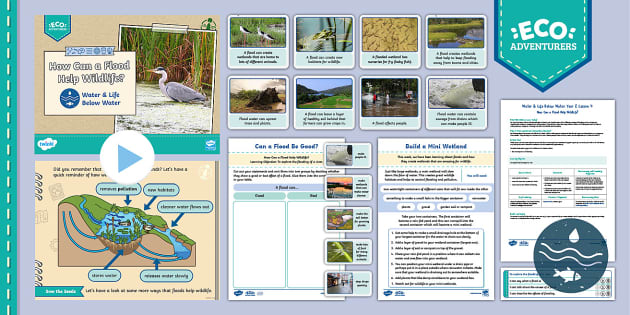 Year 2 Water & Life Below Water: Lesson 4 - How Can a Flood Help Wildlife?