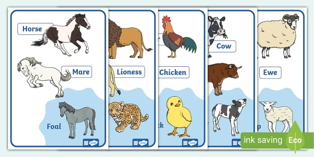 Animal Family Cards (teacher made) - Twinkl