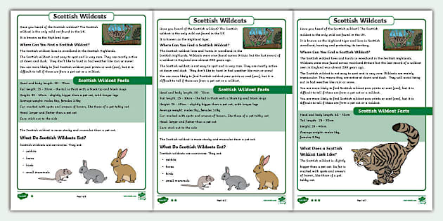Scottish Wildcat Differentiated Fact File - Twinkl
