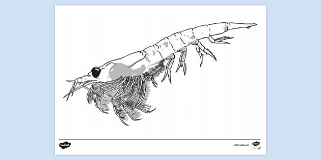 Krill Colouring | Colouring Sheets
