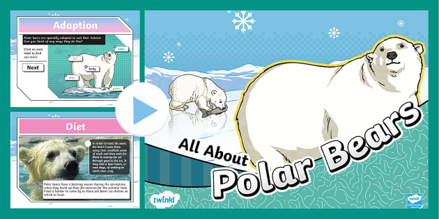 * NEW * KS2 Polar Bear Information PowerPoint (teacher made)