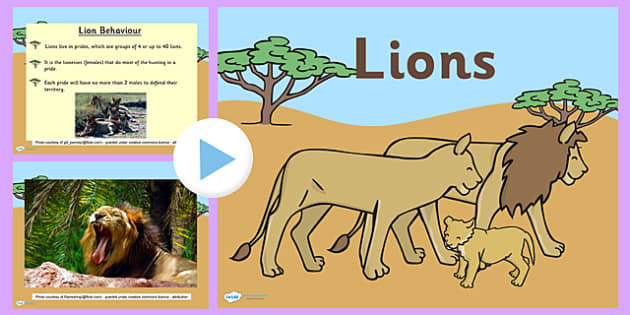 Safari Lion Information PowerPoint (teacher made) - Twinkl