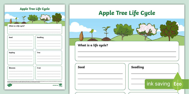Apple Tree Life Cycle Fact File Template (teacher made)
