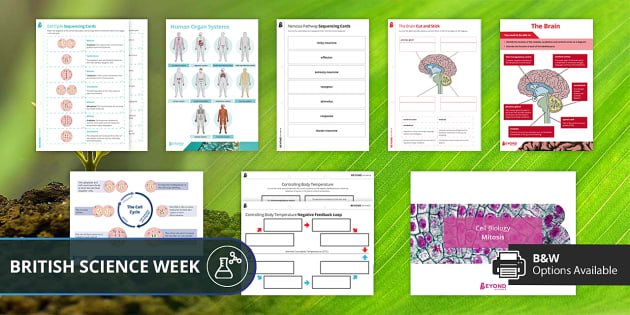 Connections in the Human Body Resource Pack | Beyond Science