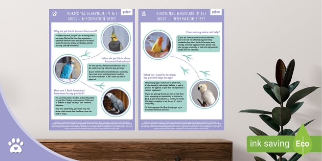 Hormonal Behaviour in Pet Birds - Information Sheet - Pets