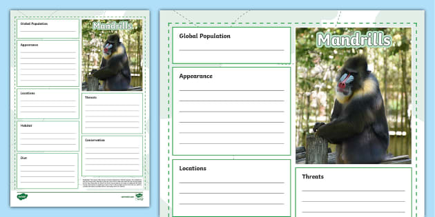 Mandrills Fact File Template (creat de profesori) - Twinkl