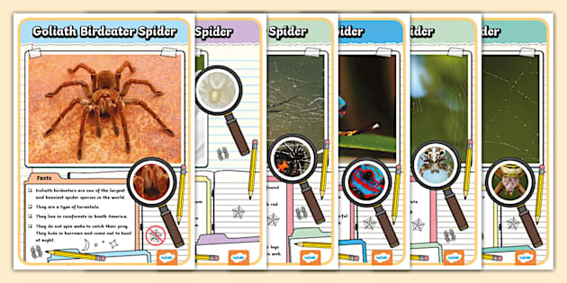 Spider Species Display Posters - KS1 (l'enseignant a fait)