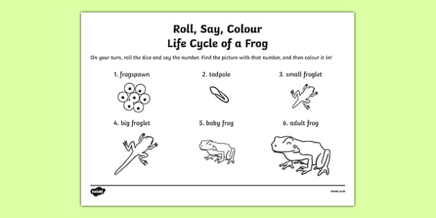 Life Cycle Of A Frog Roll Say Colour