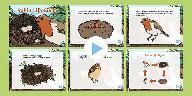 Robin Life Cycle PowerPoint (Hecho por educadores) - Twinkl