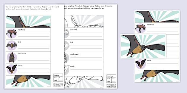 Bat Life Stages Foldable Activity (teacher made) - Twinkl