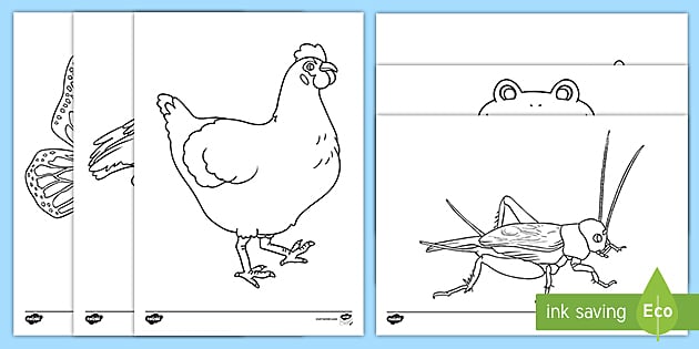 African Hen Story Colouring Sheets (teacher made) - Twinkl