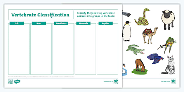 Vertebrate Classification Activity (professor feito) Vertebrate Classification Activity (professor feito)