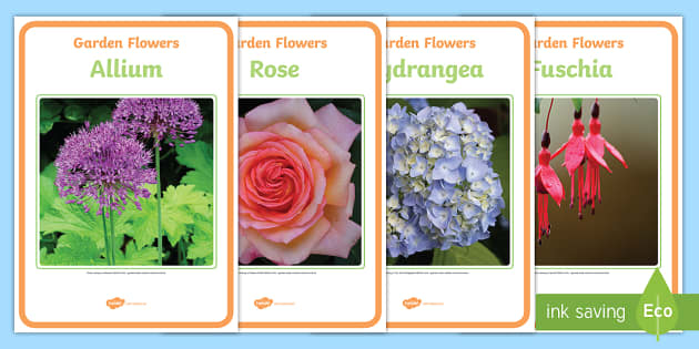 Garden Flower Photo Display Posters (teacher made)