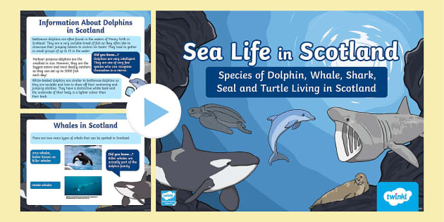 Sea Life in Scotland PowerPoint