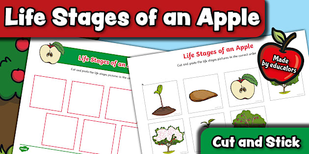 Life Stages of an Apple Cut and Stick