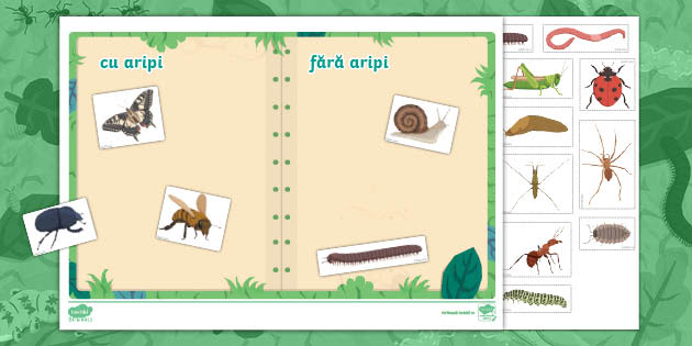 Micile viețuitoare: Cu aripi sau fără aripi? – Sortare