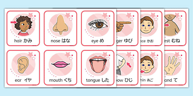 Body Parts Flashcards- Bilingual (teacher made) - Twinkl