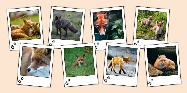 Fox Instant Photo Style Display Images - Twinkl