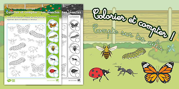 Colorier et compter : Les insectes