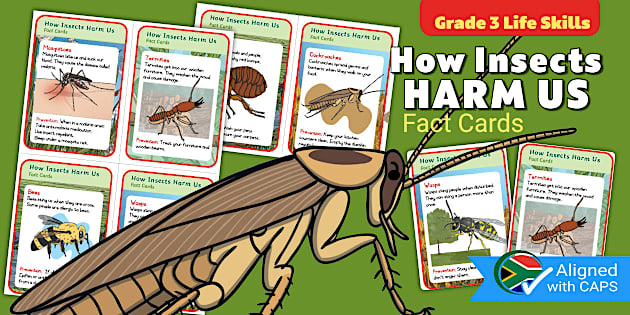 Gr3 Life Skills Term 2 How Insects Harm Us Fact Cards (CAPS)