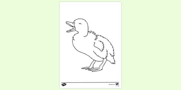 FREE! - Duckling Quacking Colouring Sheet | Colouring Sheets