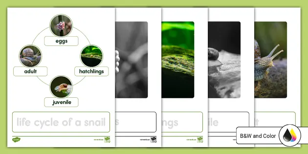 Life Cycle Of A Snail