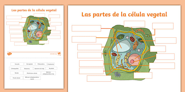 Recorta y pega las partes de la célula vegetal