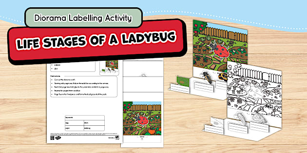 Life Stages of a Ladybug Diorama Labelling Activity